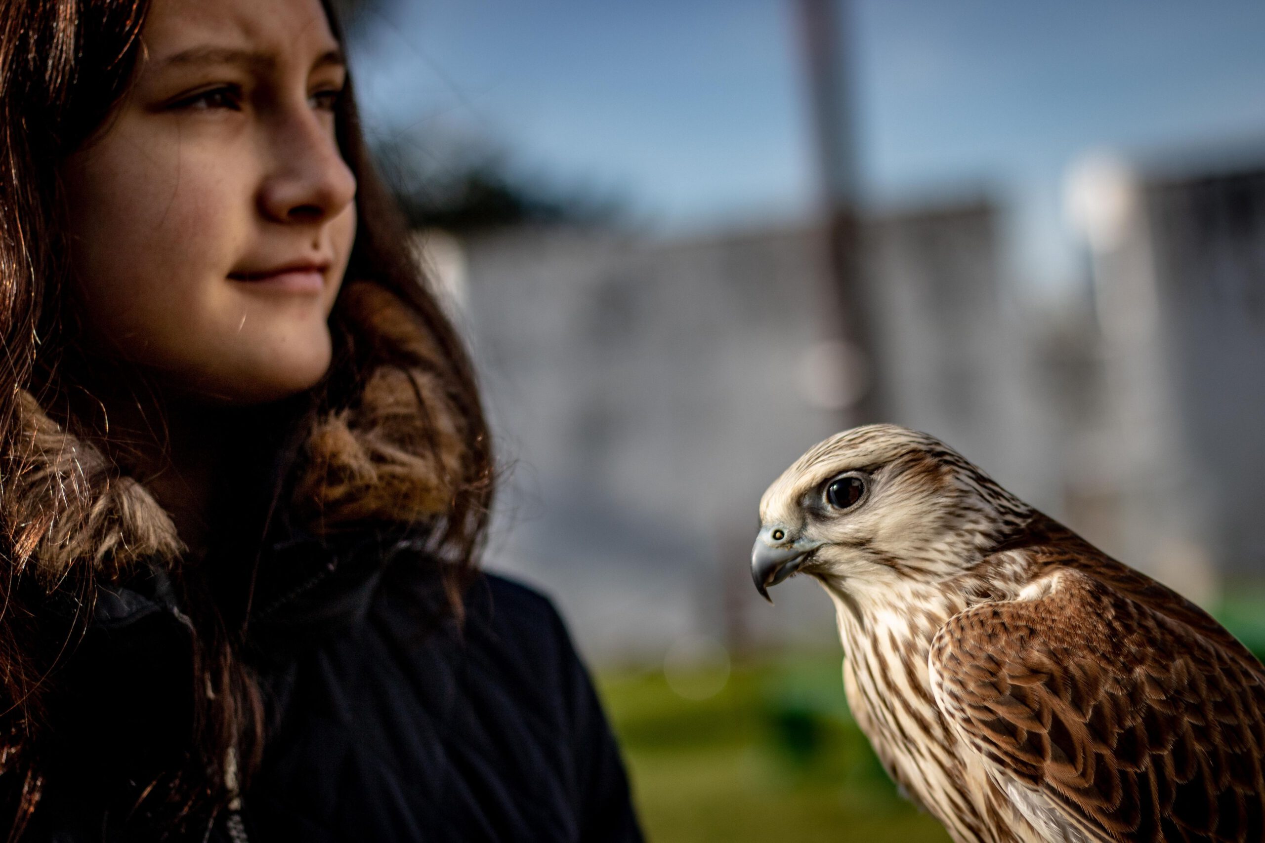Birds of Prey | Falconry Ireland | The Irish National Heritage Park